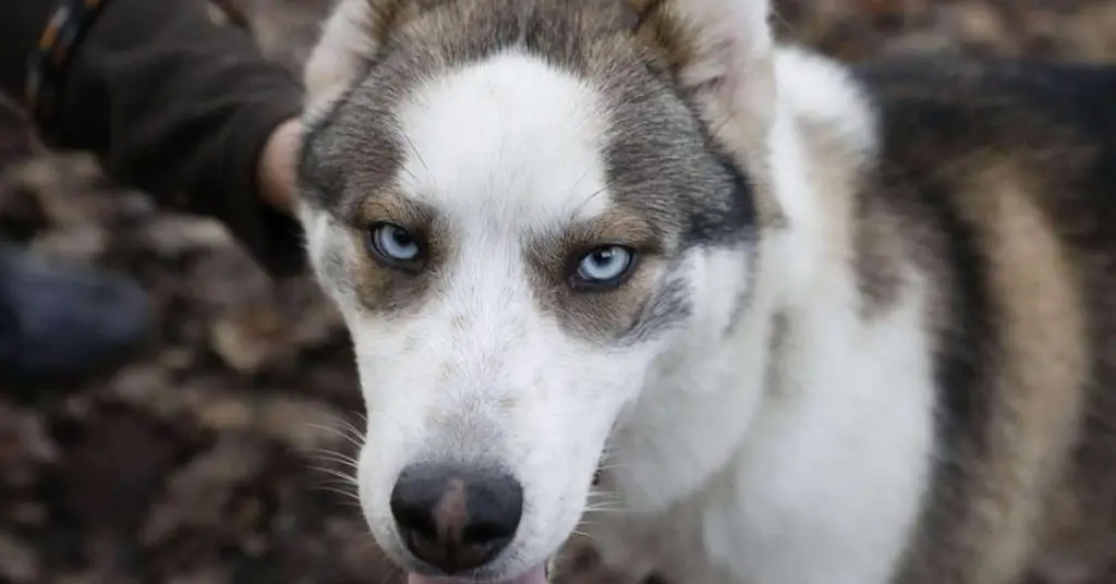 Un bébé décède après avoir été attaqué par le chien de sa grand-mère